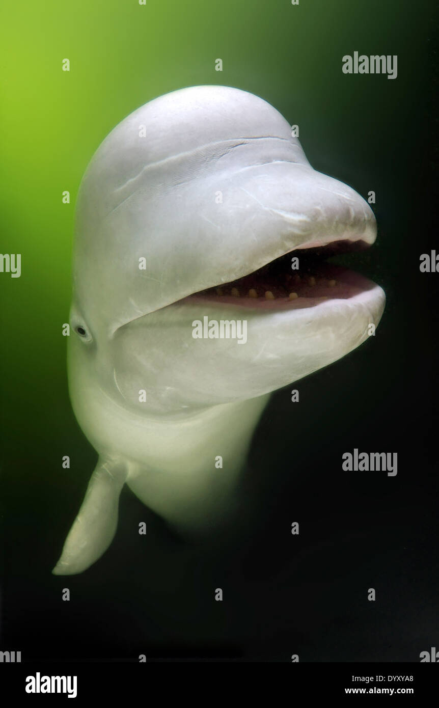 Beluga whale open mouth delphinapterus hi-res stock photography and ...