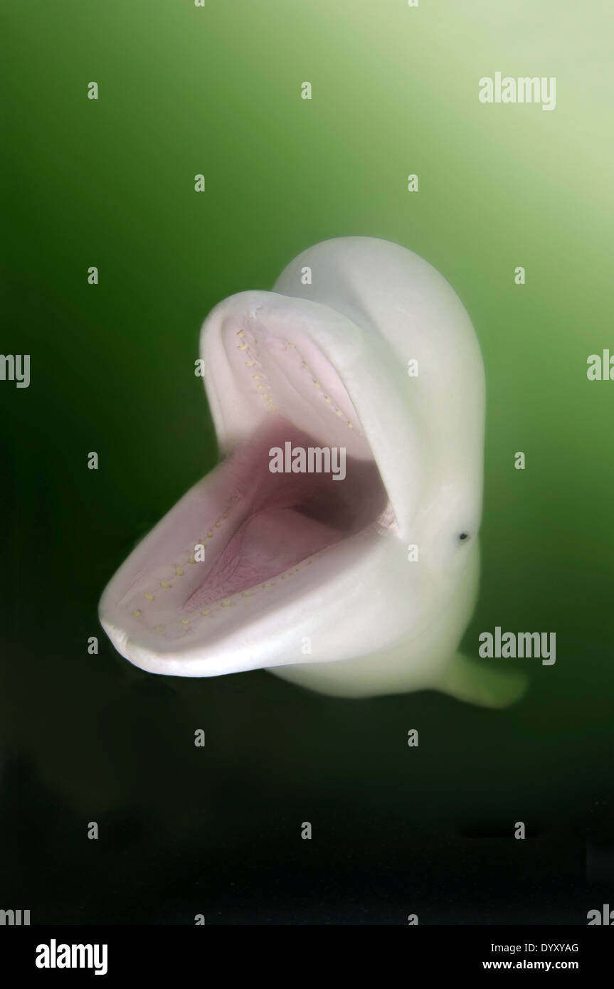 Underwater portrait of Beluga with an open mouth. Beluga whale ...