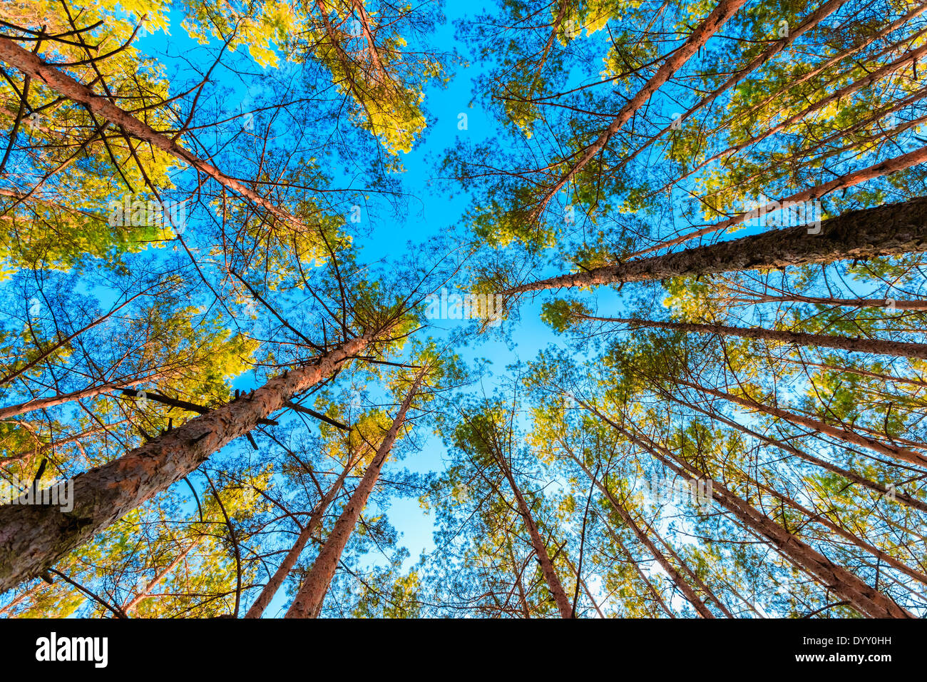 Looking up in spring pine forest tree to the canopy. under blue sky ...