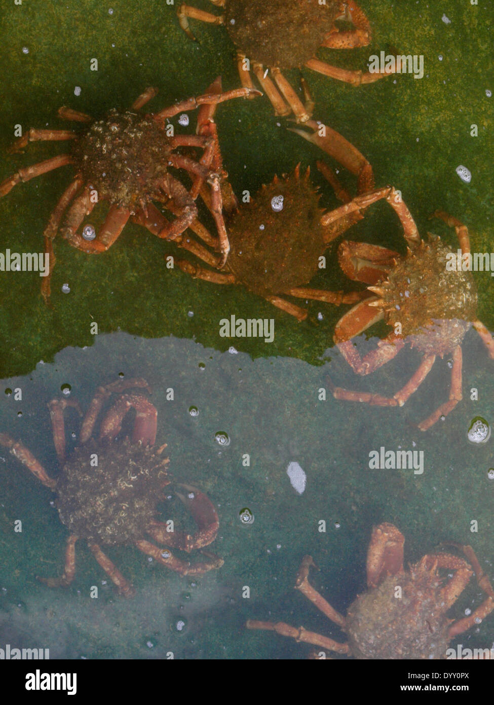 Spider crabs, Maja squinado in a holding tank of restaurant, Newquay ...