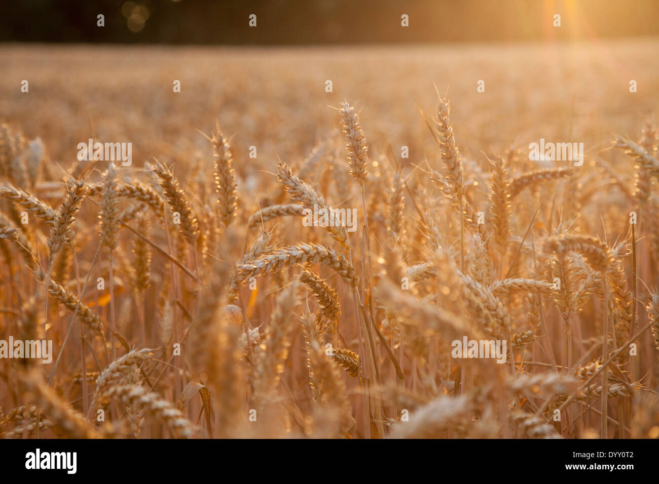 Sunshine on stems hi-res stock photography and images - Alamy