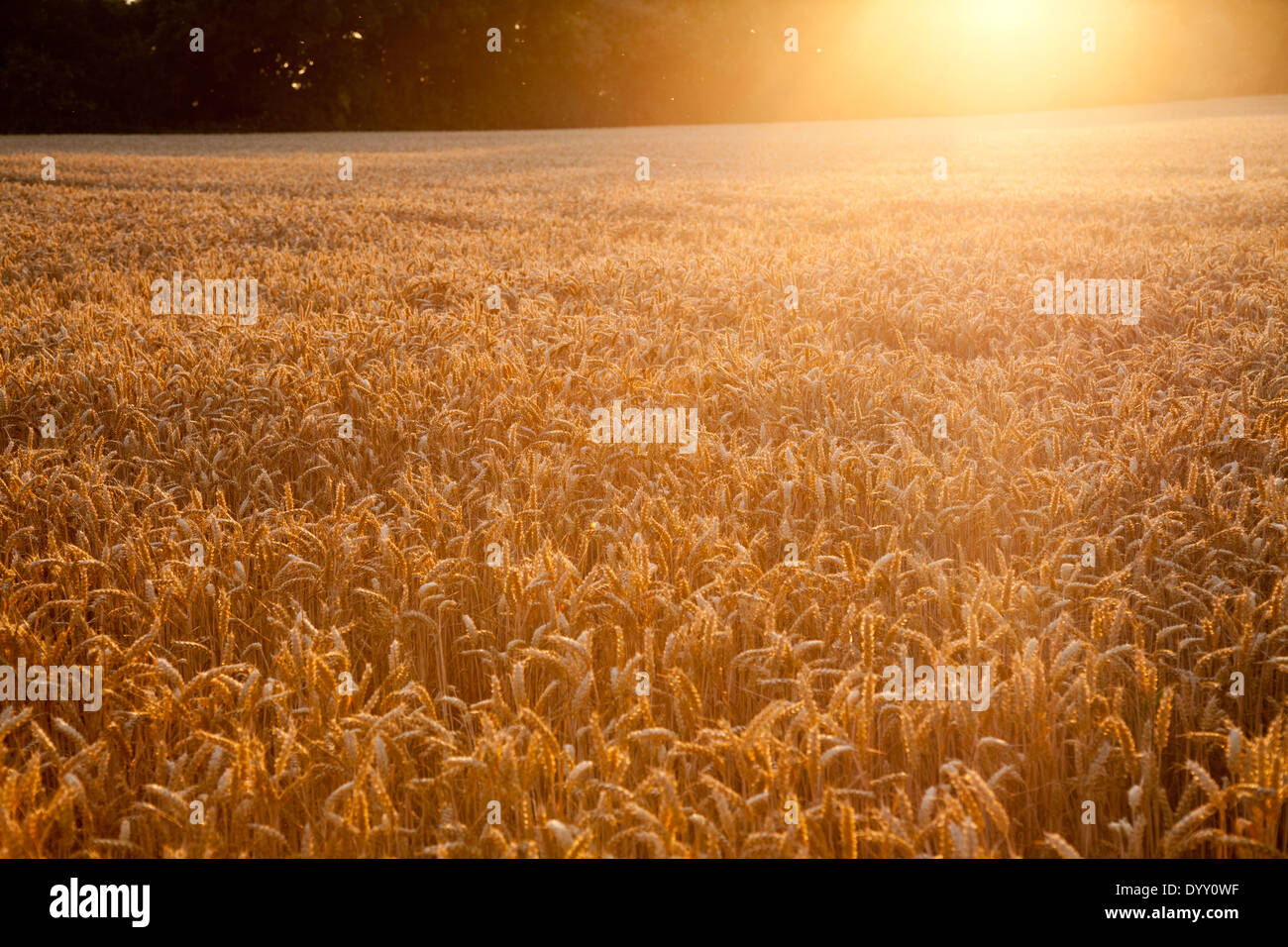 Sunshine on stems hi-res stock photography and images - Alamy