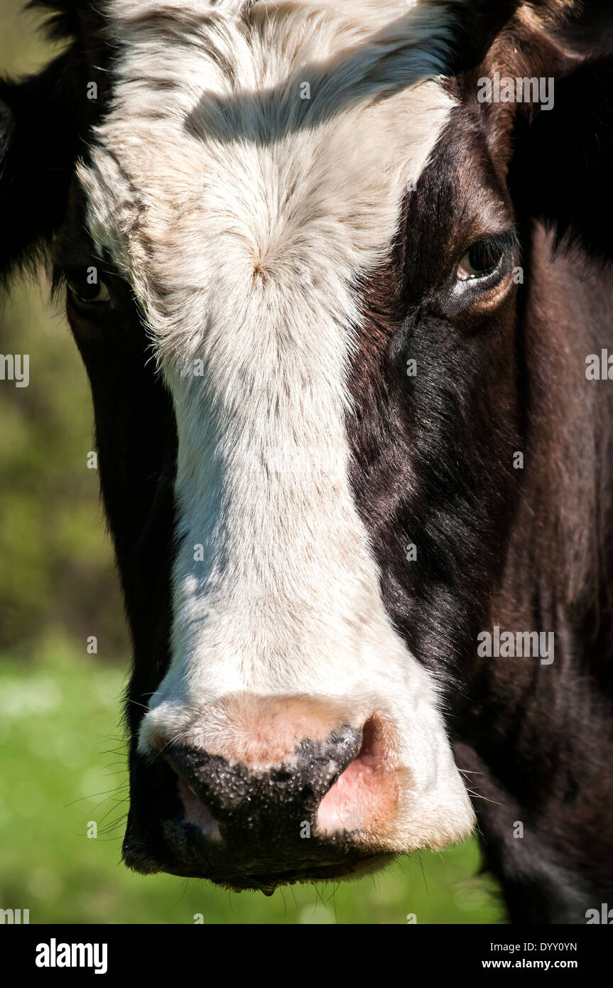 Cow head closeup Stock Photo - Alamy
