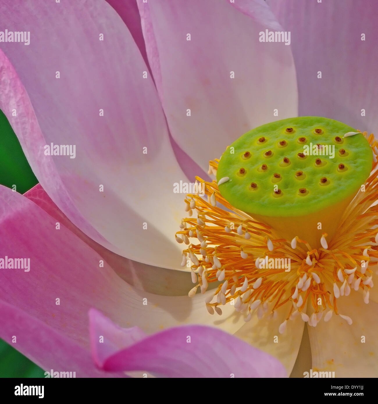 Closeup japanese pink lotus hi-res stock photography and images - Alamy