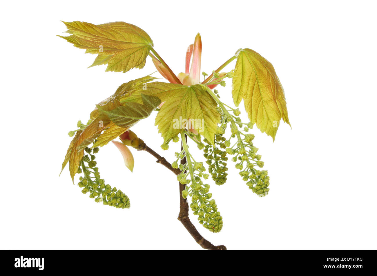 Acer flower hi-res stock photography and images - Alamy