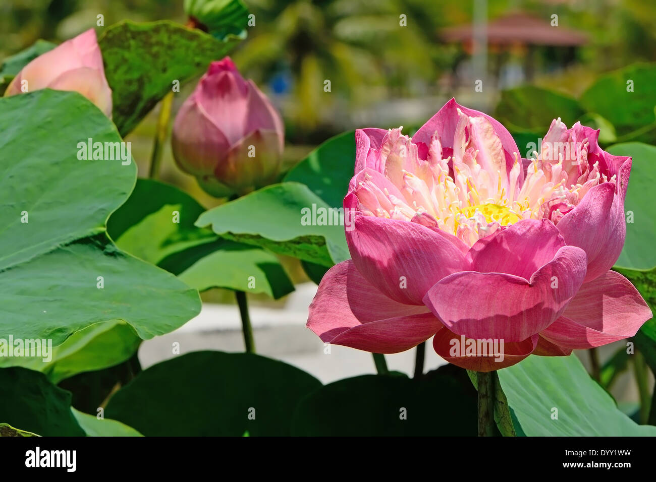 Colorful lotus flower hi-res stock photography and images - Alamy