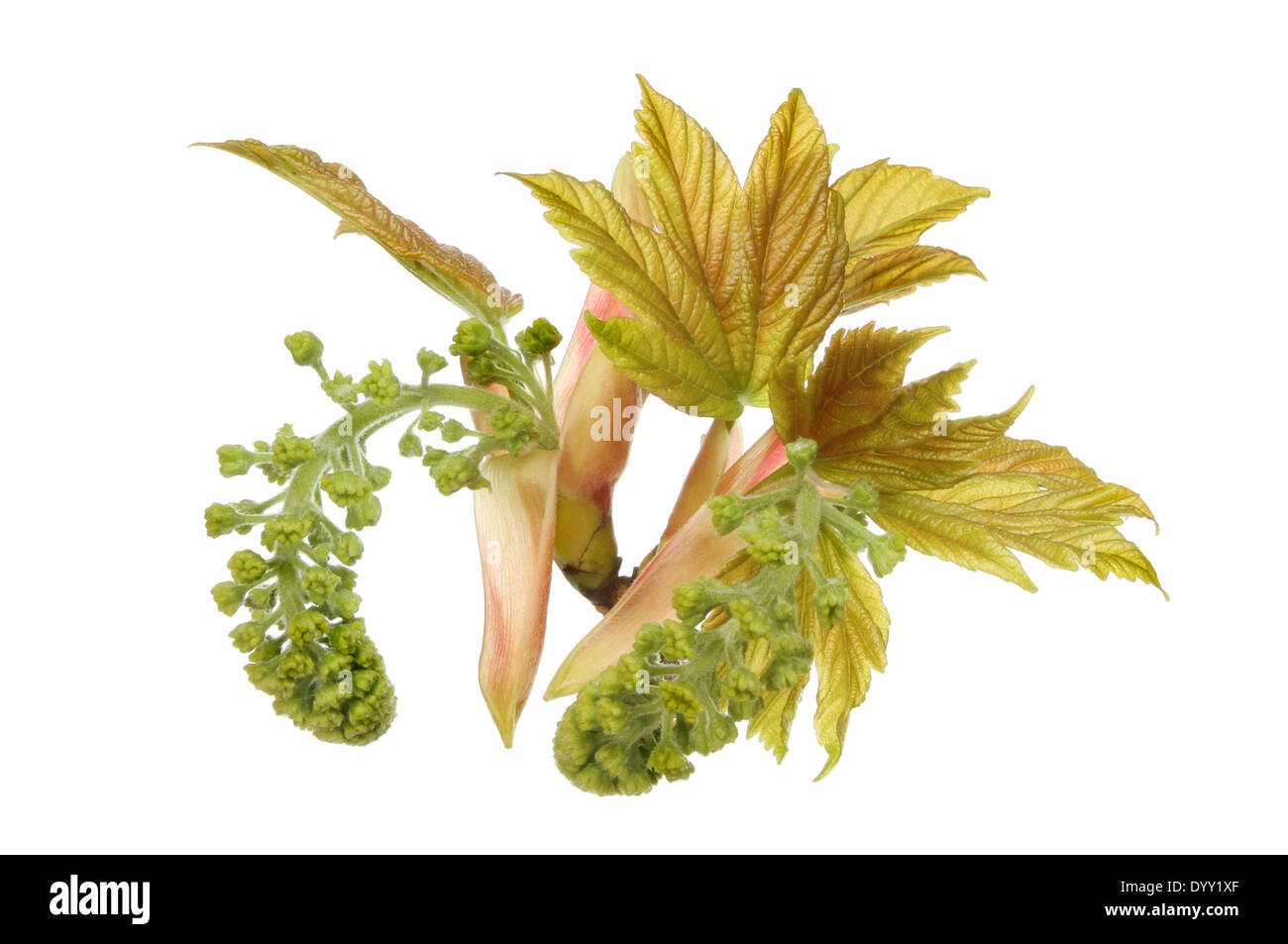 Sycamore tree blossom hi-res stock photography and images - Alamy