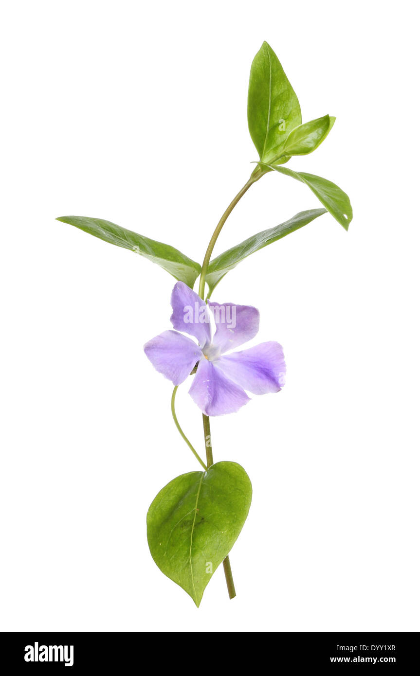 Periwinkle flower hi-res stock photography and images - Alamy