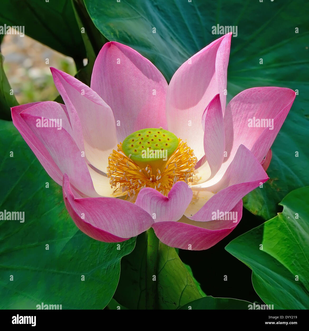 Colorful lotus flower hi-res stock photography and images - Alamy