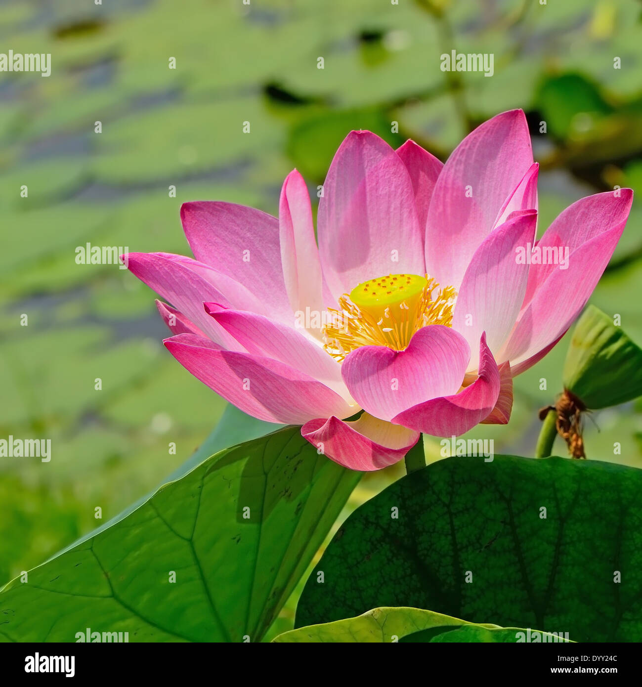 Blooming pink lotus hi-res stock photography and images - Alamy