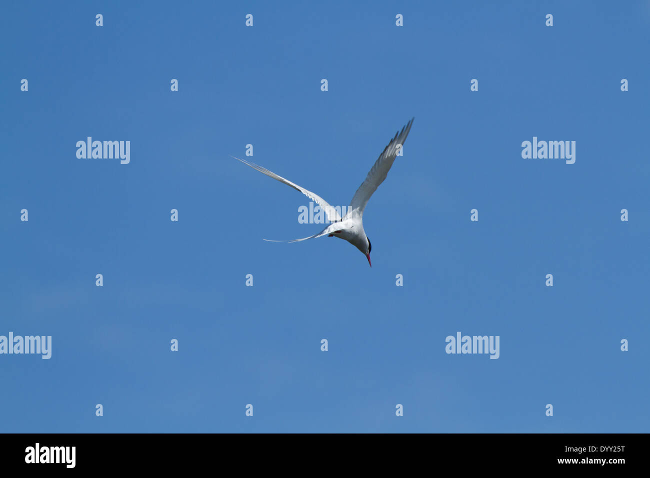 Sternidae hi-res stock photography and images - Alamy