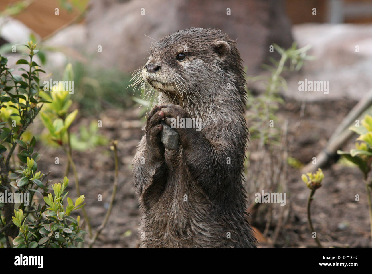 Otter with pebble hi-res stock photography and images - Alamy