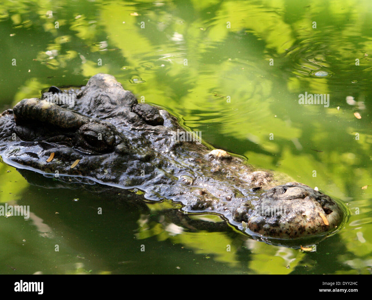 Crocodile stalking in the water Stock Photo - Alamy