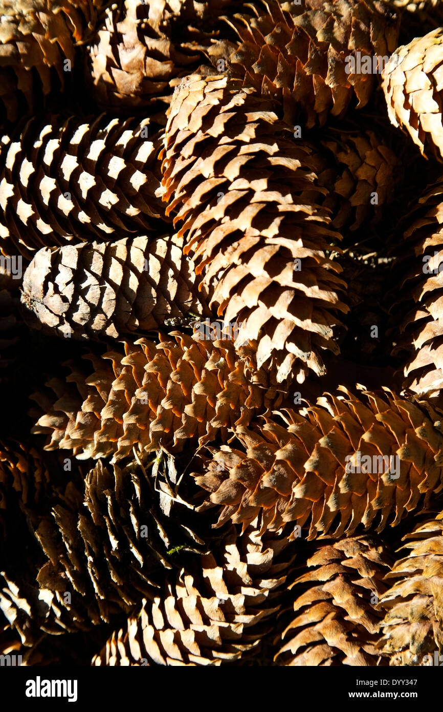 Cluster of spruce cones on the ground in forest Stock Photo - Alamy