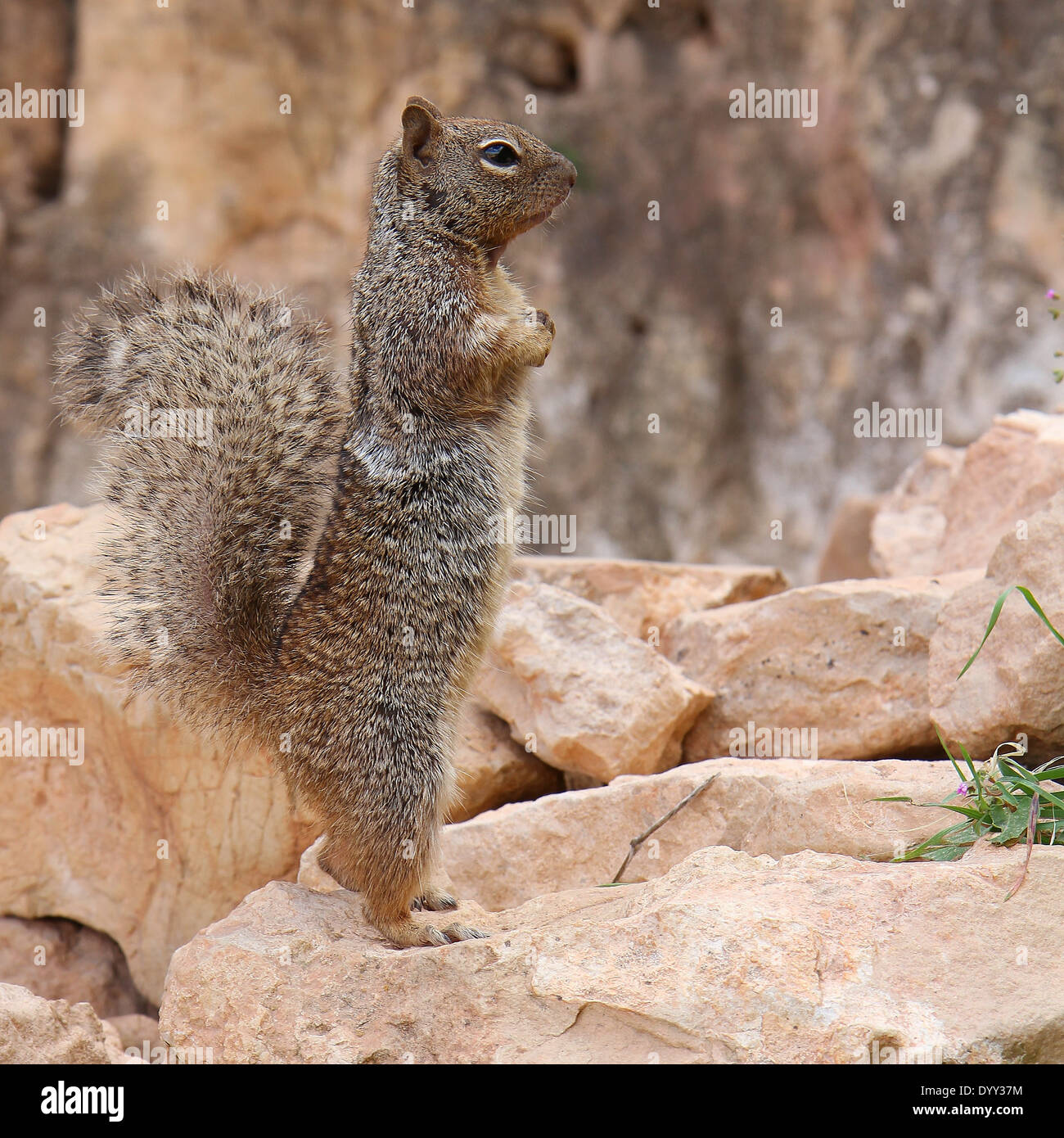 Squirrel Playful High Resolution Stock Photography and Images - Alamy