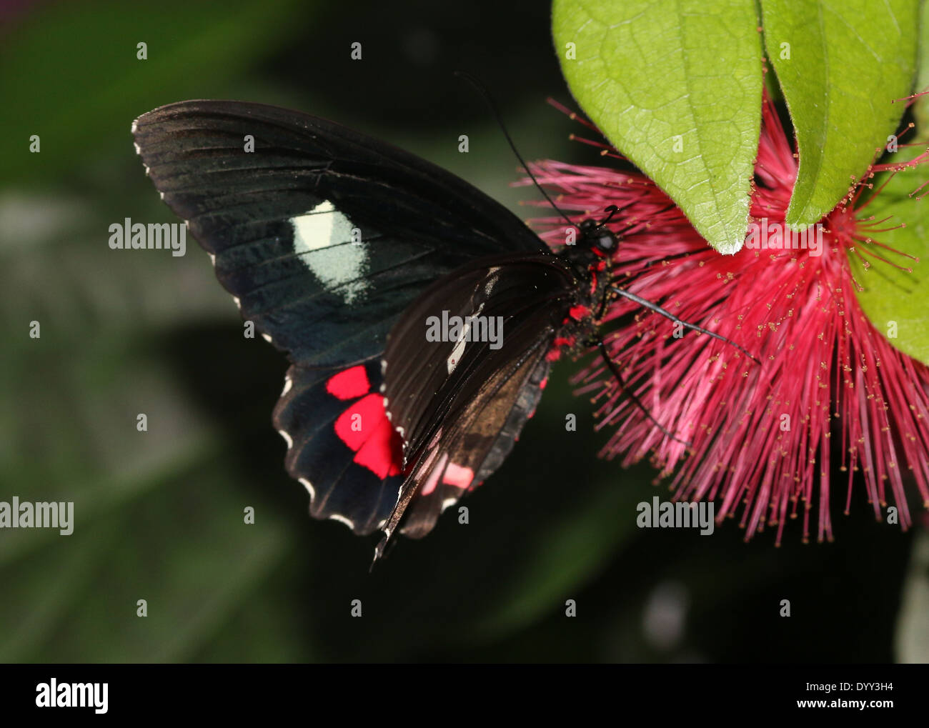 Pink cattleheart butterfly or parides iphidamas hi-res stock ...
