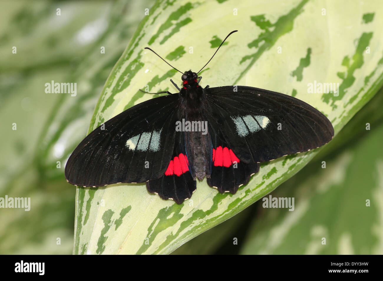 Cattleheart hi-res stock photography and images - Alamy