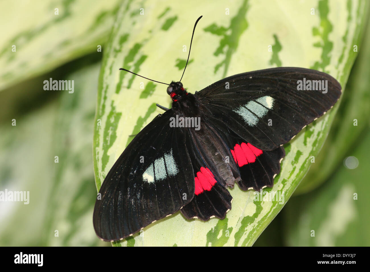 Cattleheart butterflies hi-res stock photography and images - Alamy