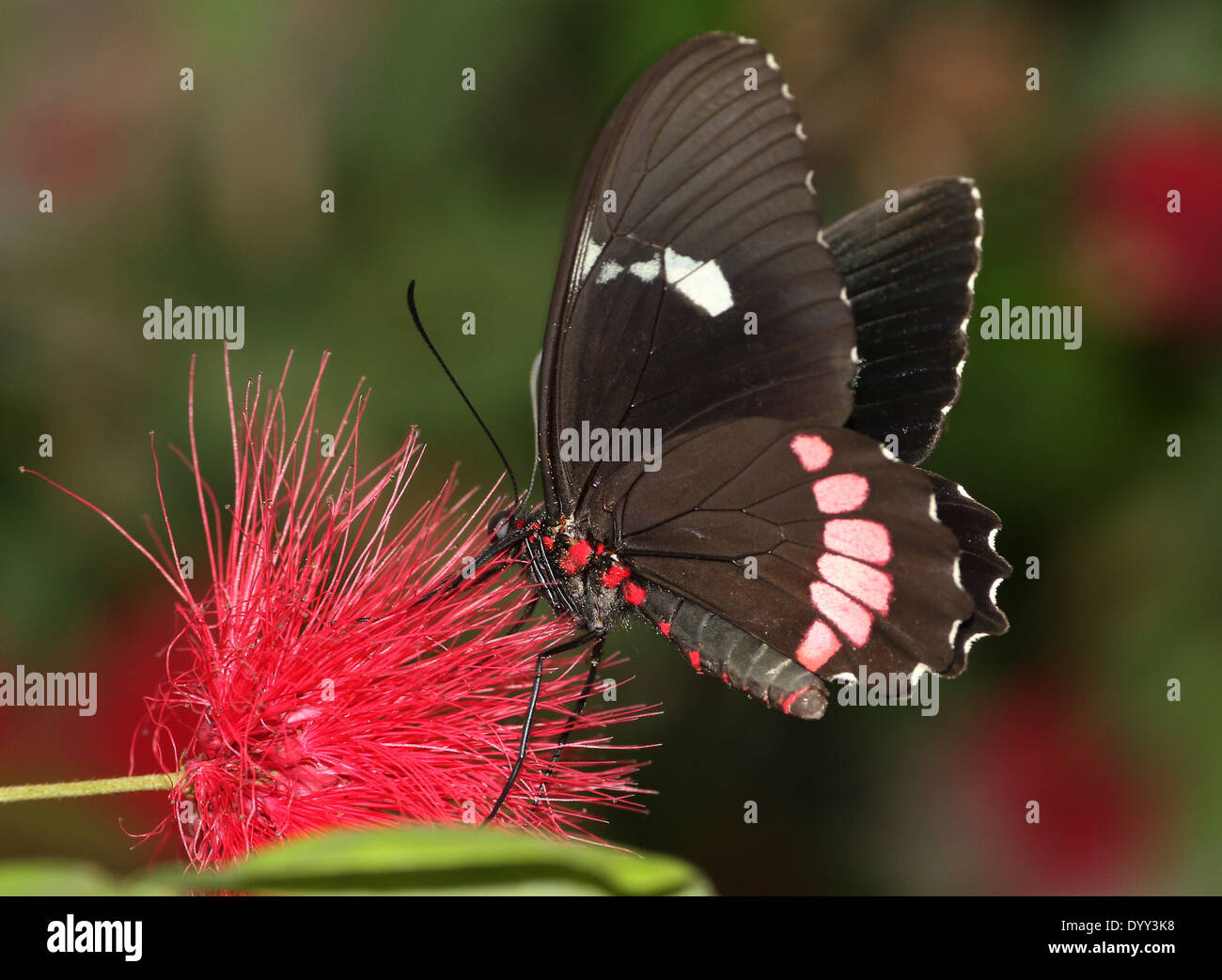 Black cattleheart butterfly hi-res stock photography and images - Alamy