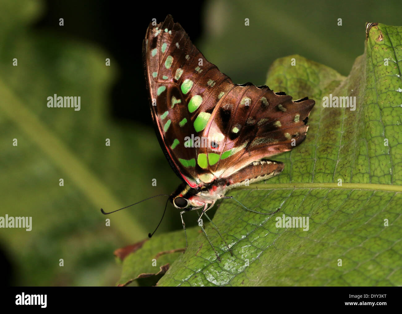 Tailed Green Jay Butterfly (Graphium agamemnon) a.k.a. Green Triangle ...