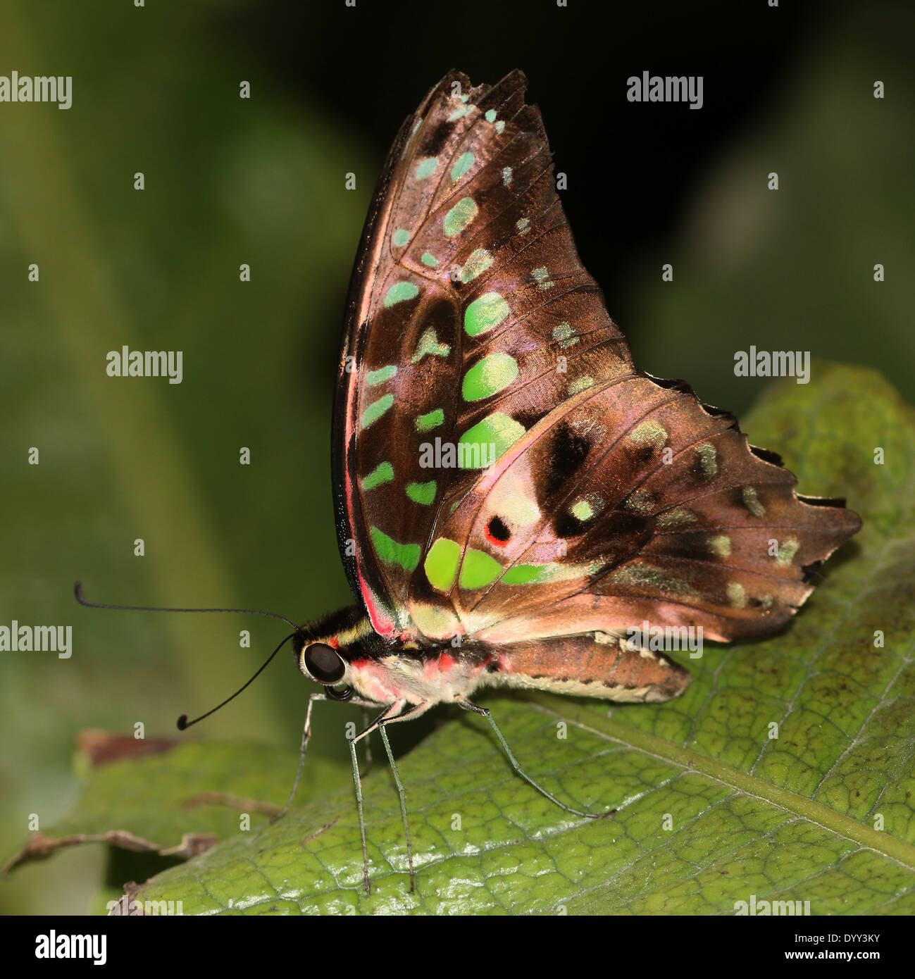 Green spotted triangle hi-res stock photography and images - Alamy