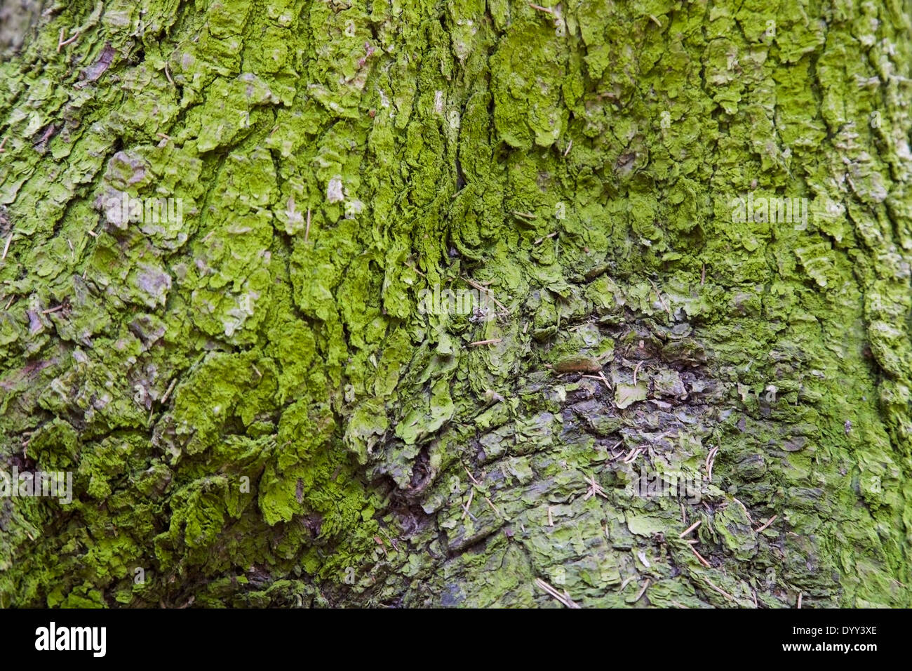 Algae on tree trunk hi-res stock photography and images - Alamy