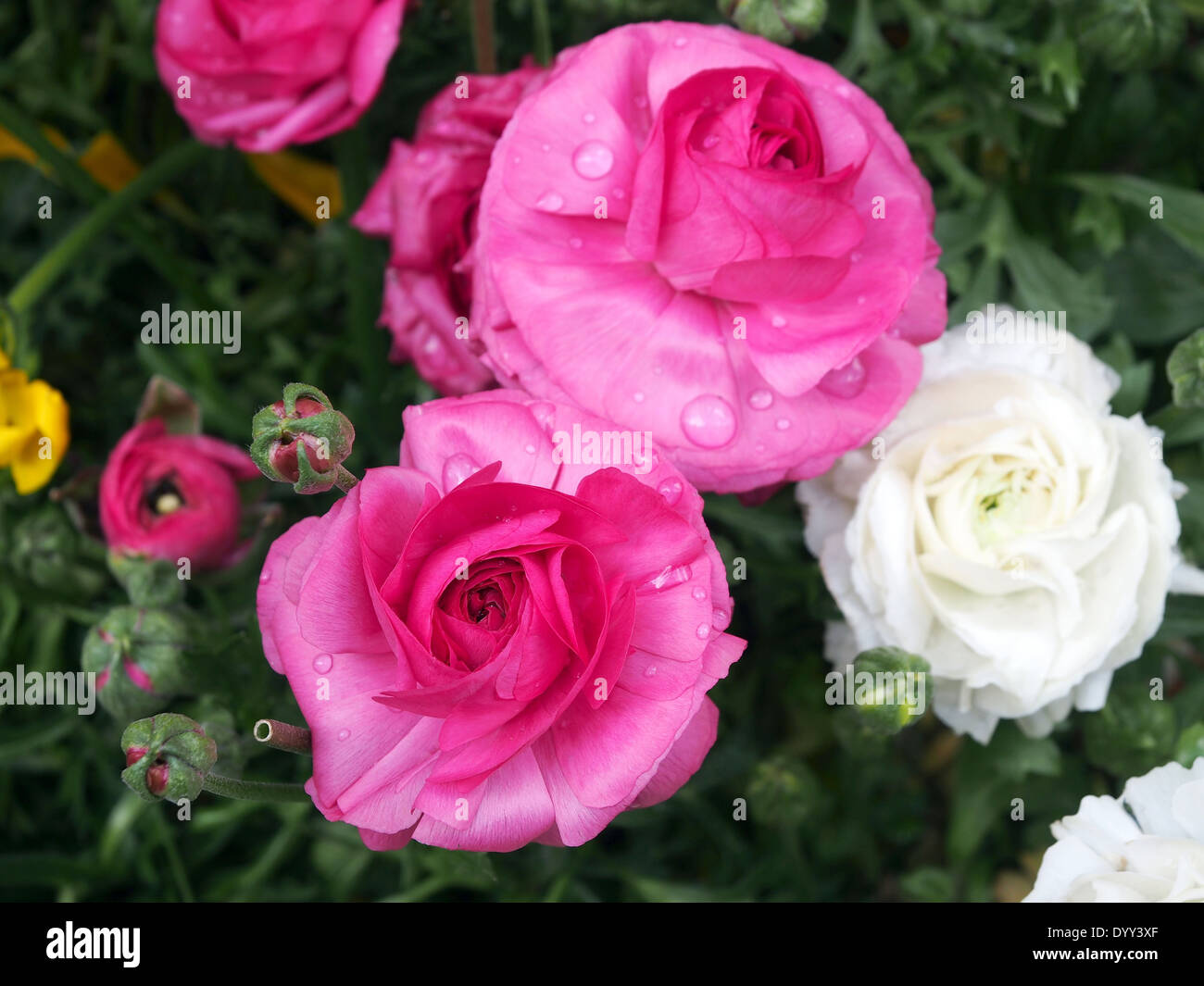 Pink and white Ranunculus flowers Stock Photo - Alamy