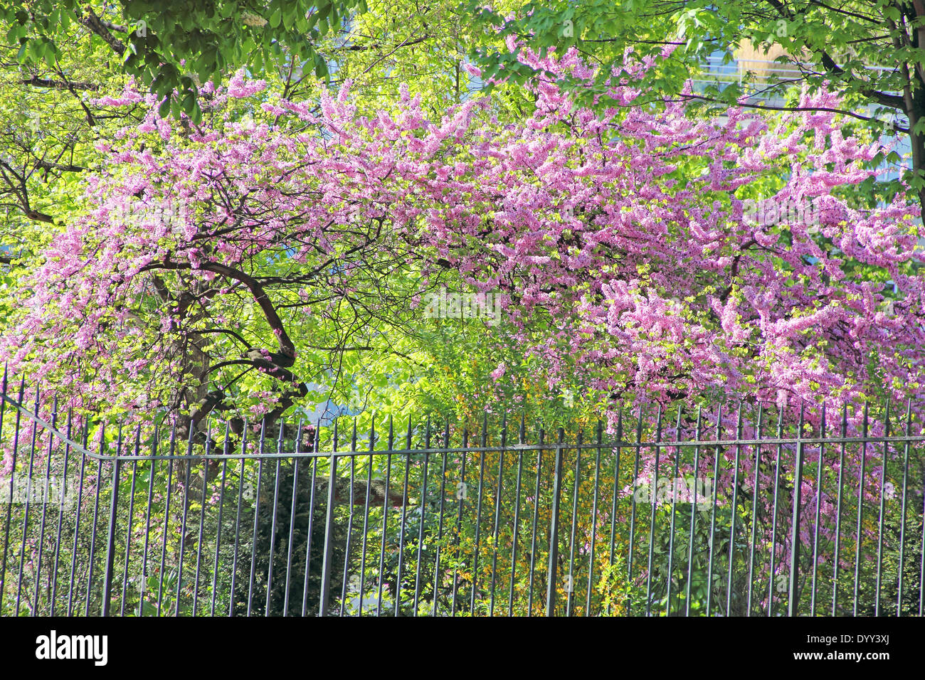 Blooming decorative tree with pink flowers behind fence Stock Photo - Alamy