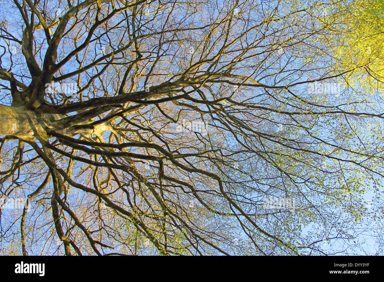 Looking up green forest blue hi-res stock photography and images - Alamy