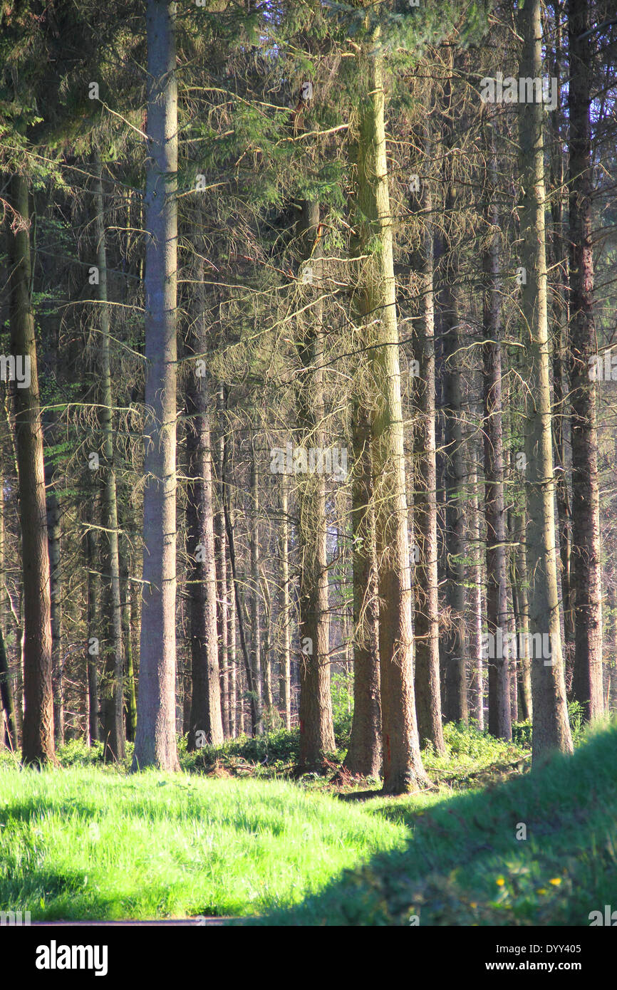 Beautiful spring forest in morning light beautiful landscape Stock Photo - Alamy