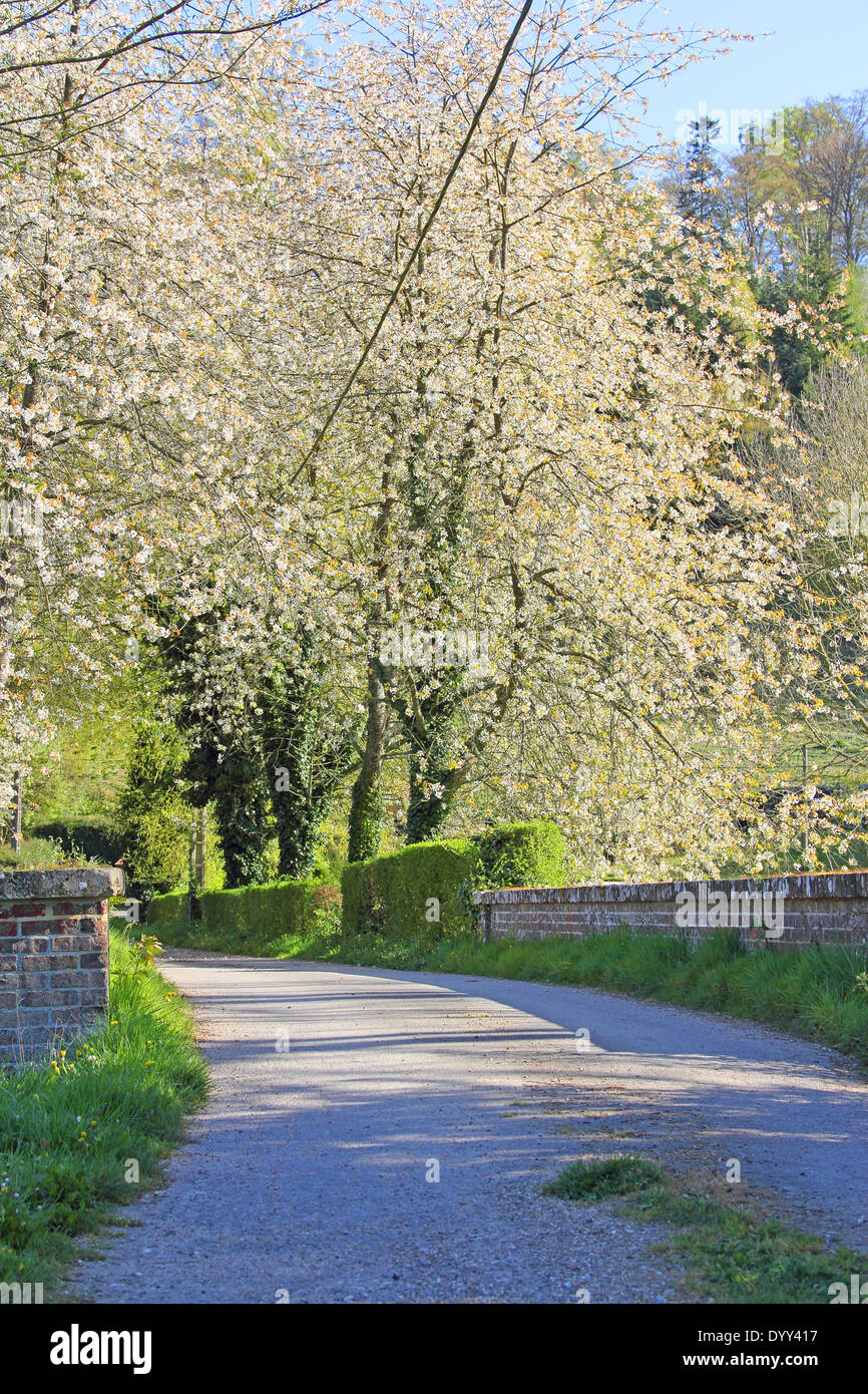 Apple tree by the road hi-res stock photography and images - Alamy