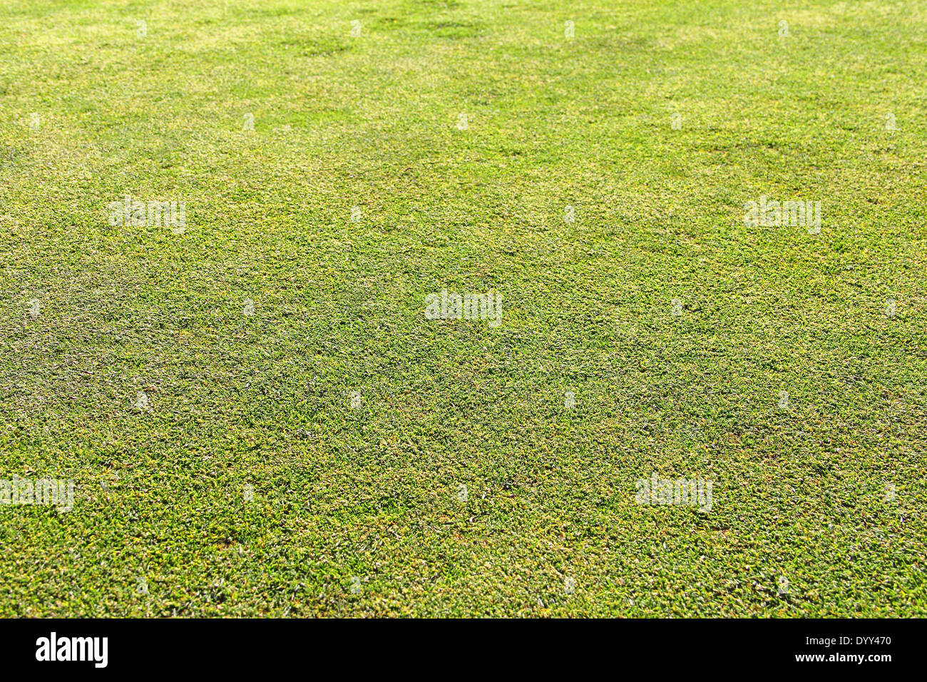 Green Grass on golf course, close-up view Stock Photo - Alamy