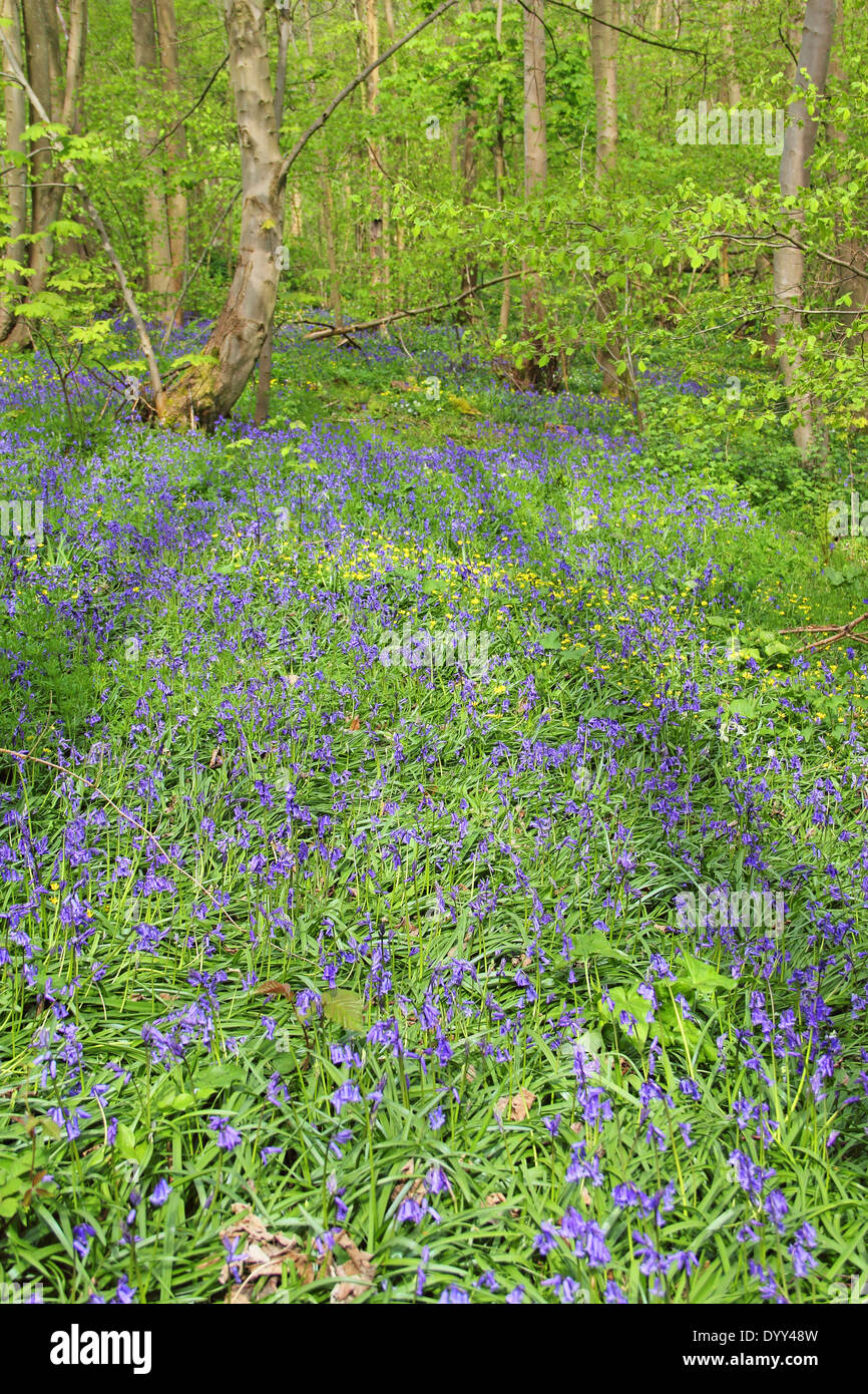Beautiful landscape with Bluebell flowers in spring forest Stock Photo ...