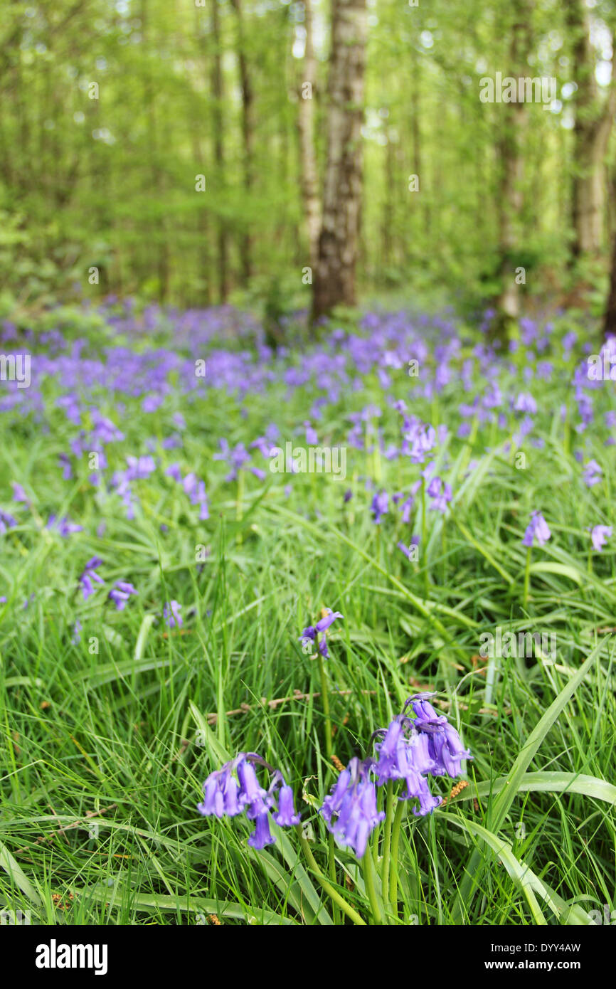 Beautiful landscape with Bluebell flowers in spring forest Stock Photo ...