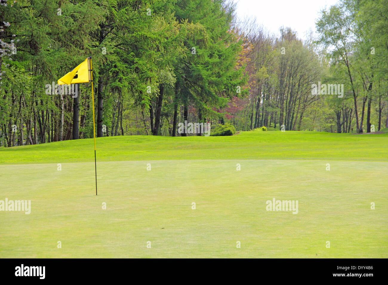 Golf flag on course over beautiful forest background Stock Photo - Alamy