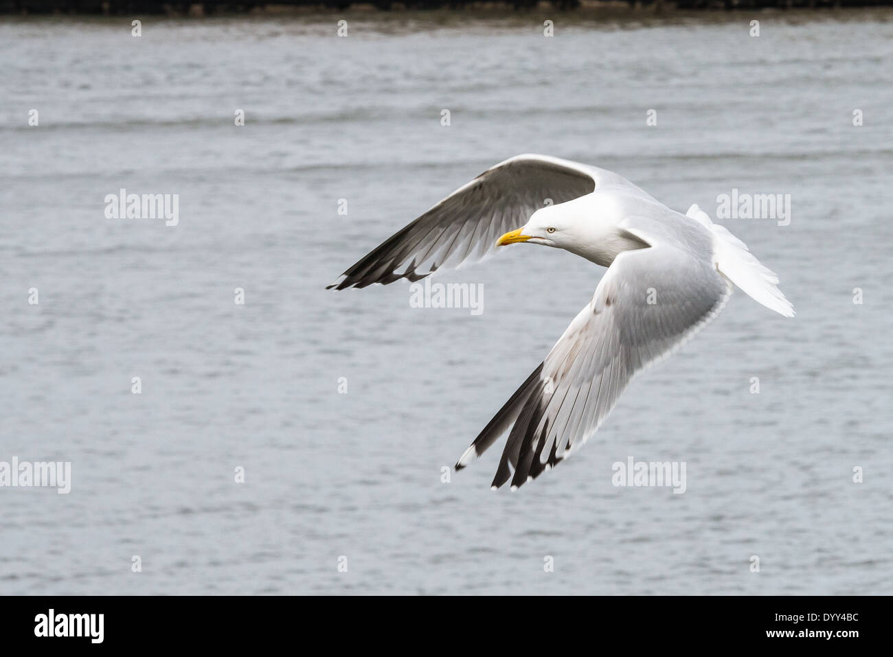 Whitby bay seagull hi-res stock photography and images - Alamy