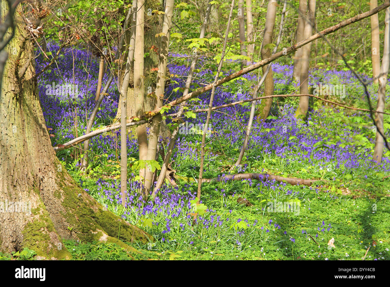Beautiful landscape with Bluebell flowers in spring forest Stock Photo ...