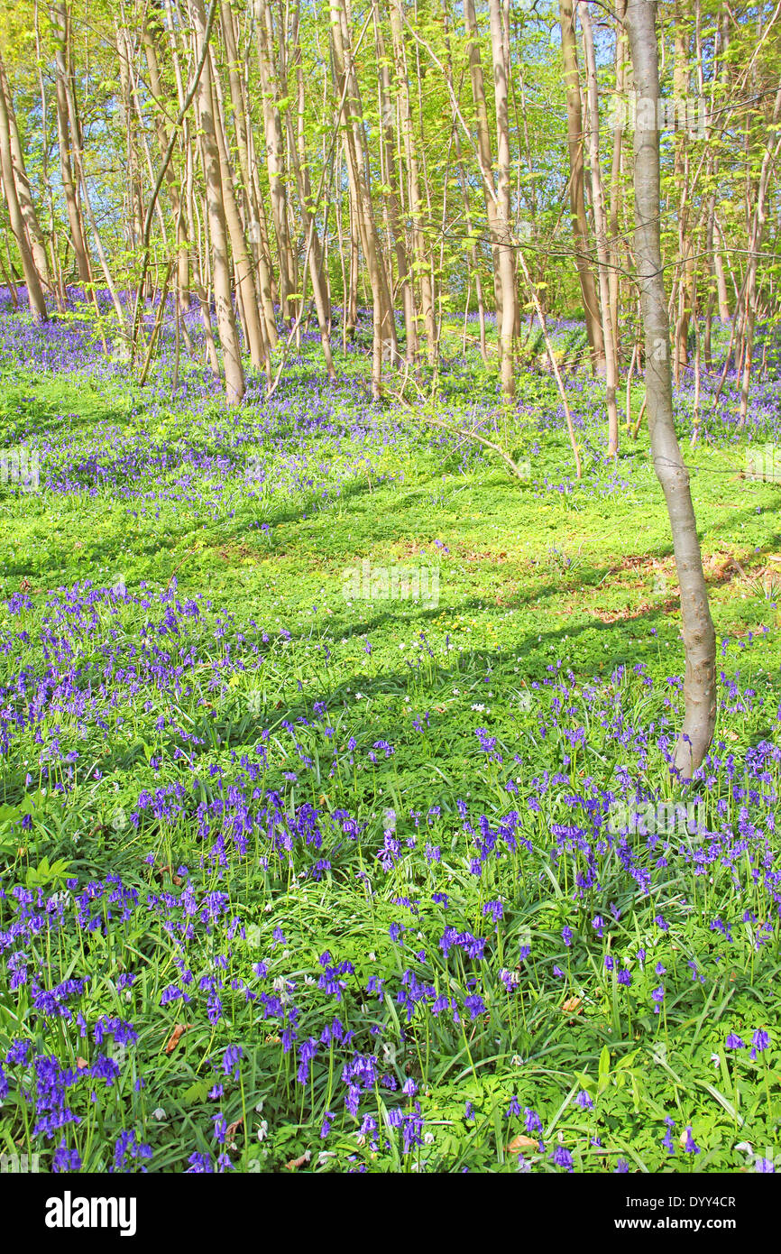 Beautiful landscape with Bluebell flowers in spring forest Stock Photo ...