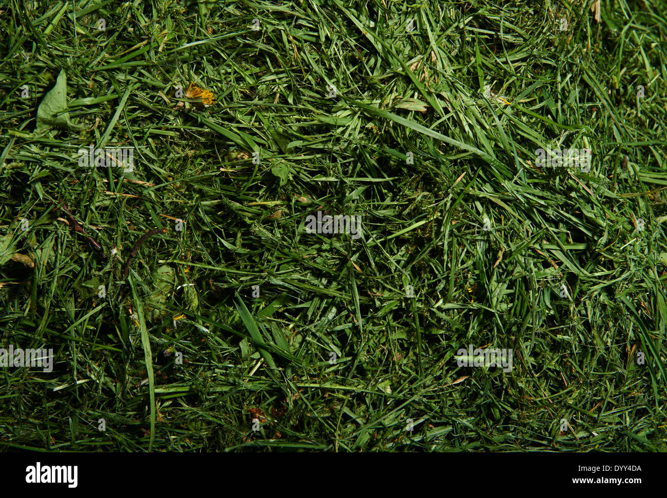 grass texture after lawn cutting with sun light. background Stock Photo ...