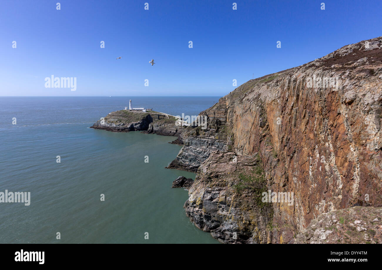 South stack cliffs birds hi-res stock photography and images - Alamy