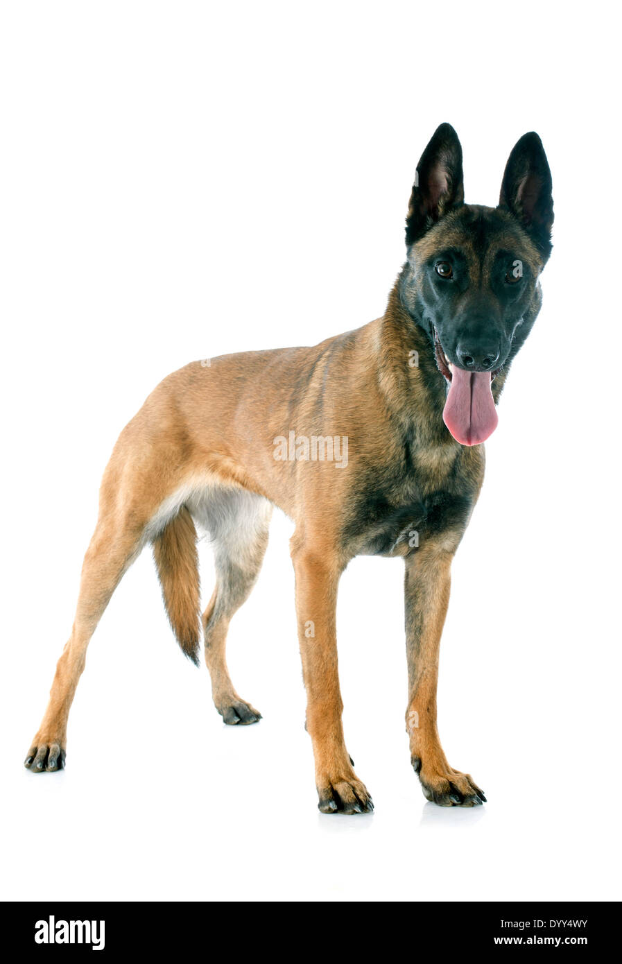 purebred belgian sheepdog malinois on a white background Stock Photo ...