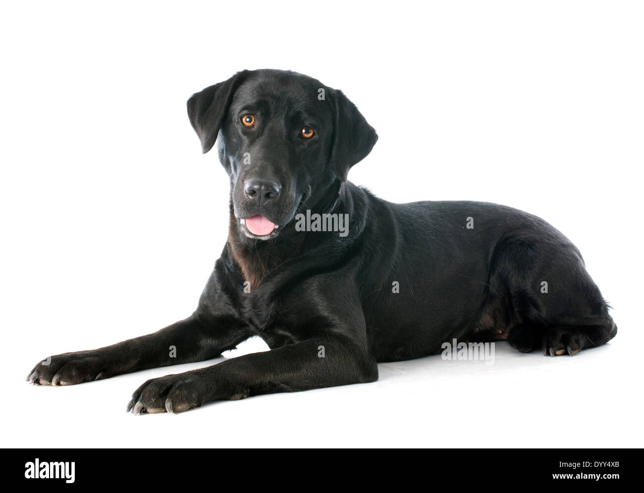 purebred labrador retriever in front of a white background Stock Photo ...
