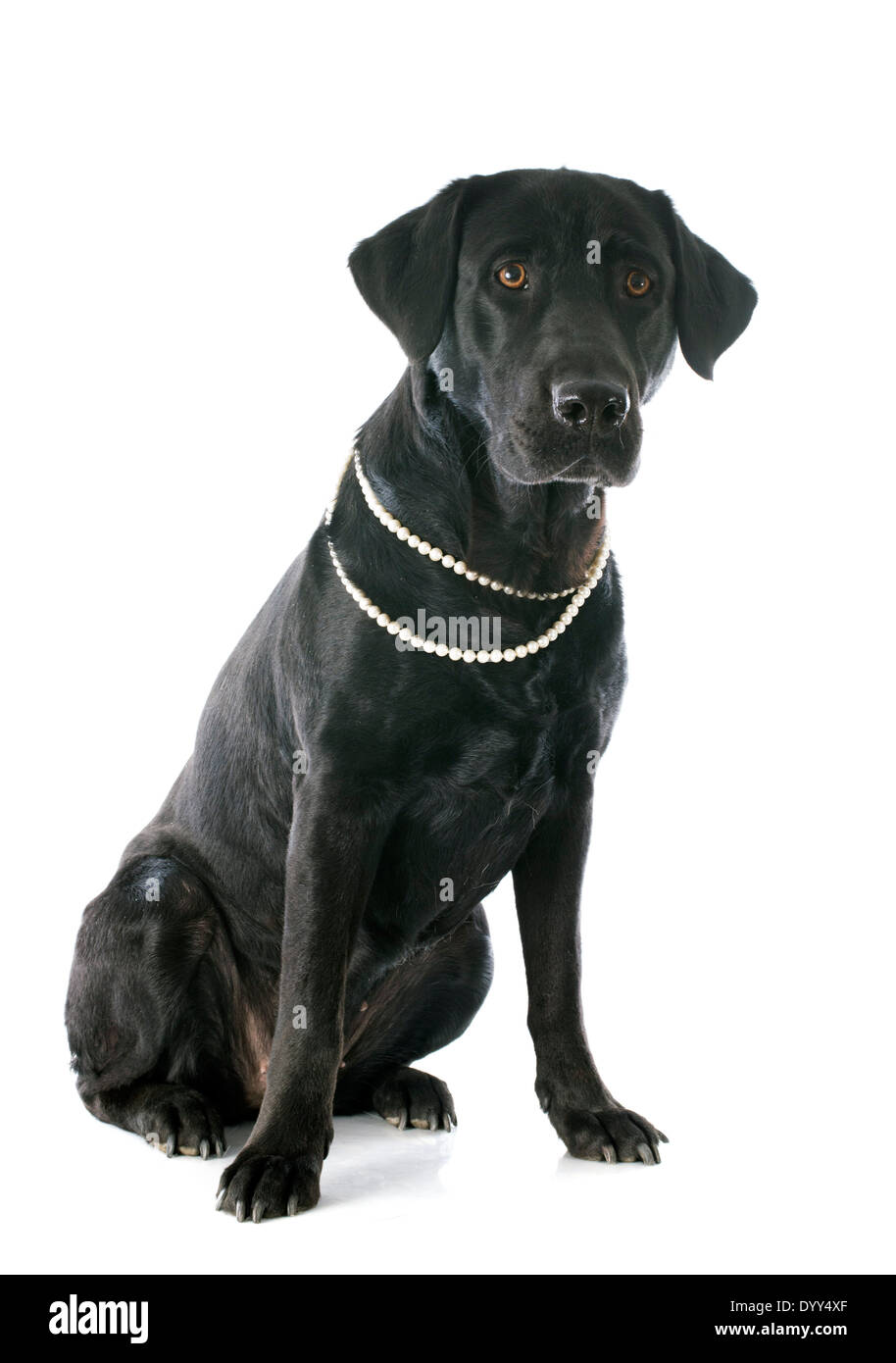 purebred labrador retriever in front of a white background Stock Photo ...