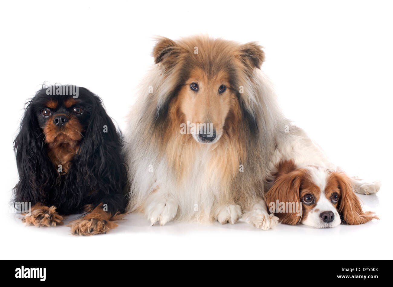 cavalier king charles and collie in front of white background Stock ...
