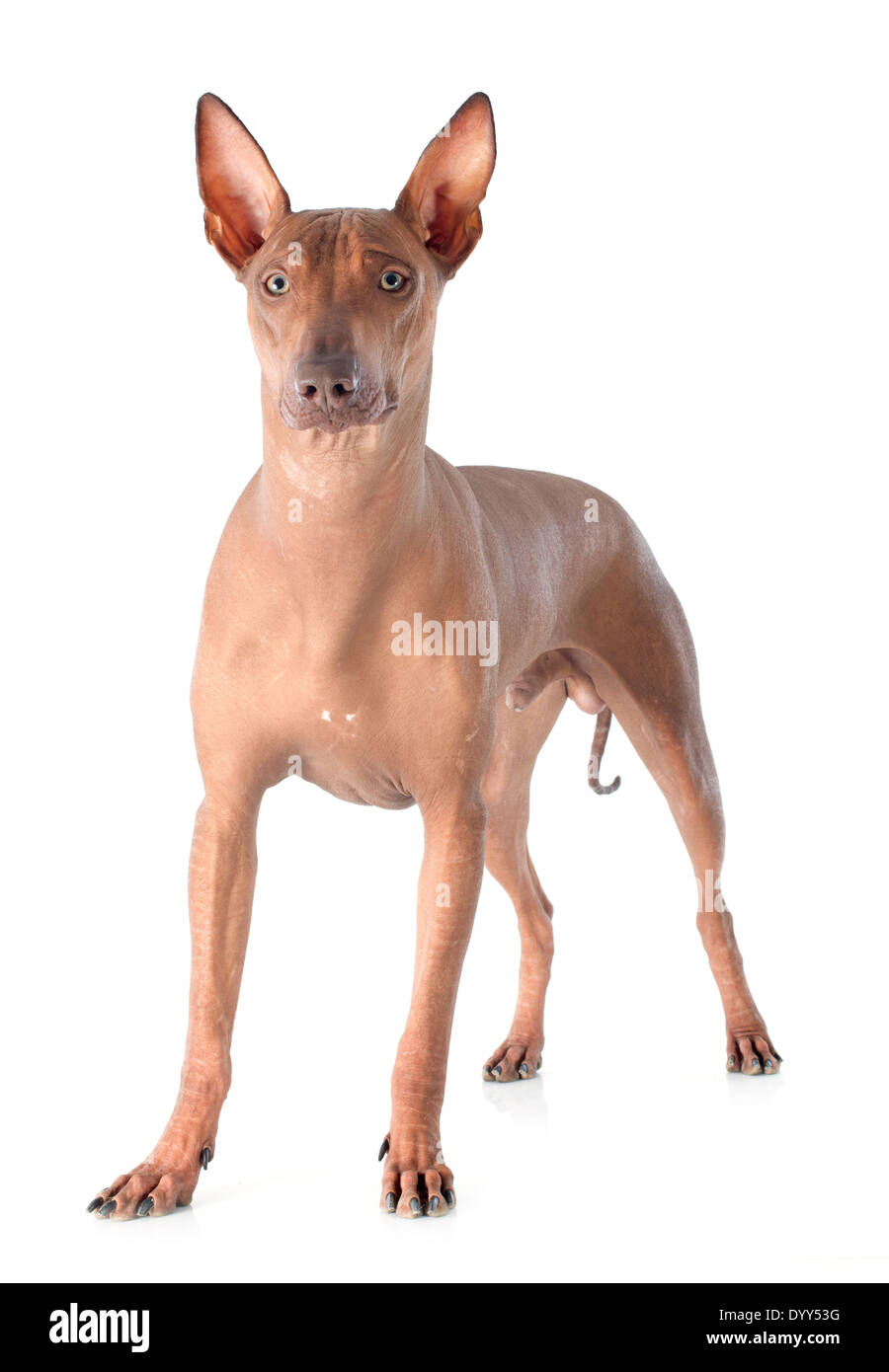 Skin animal in background Cut Out Stock Images & Pictures - Alamy