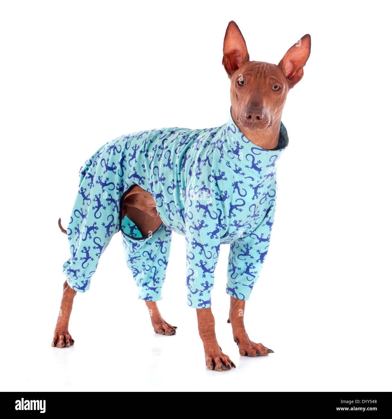 dressed peruvian dog in front of white background Stock Photo - Alamy