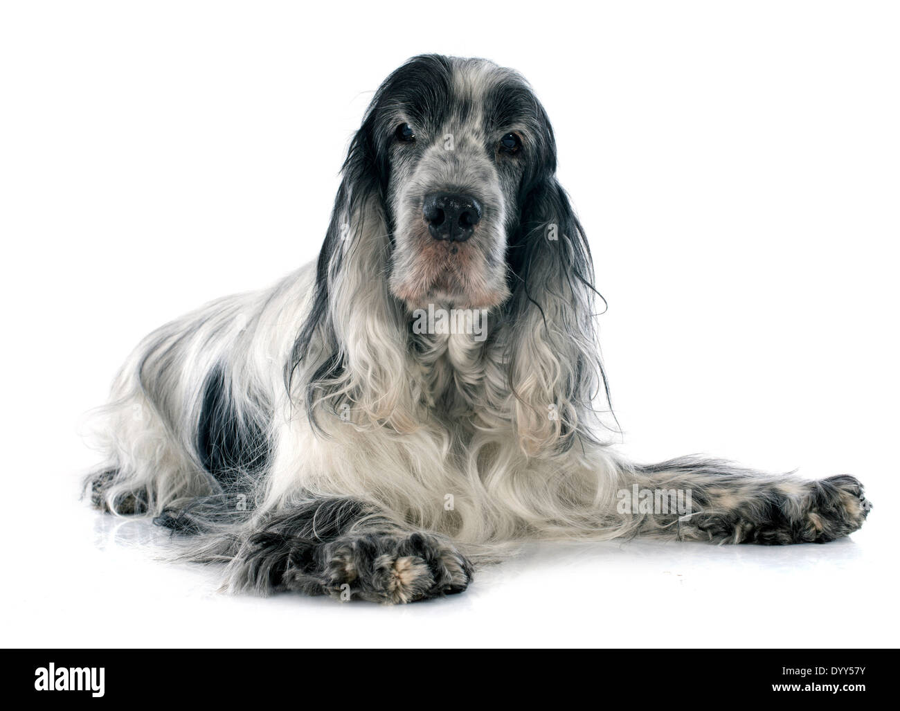 Old english cocker spaniel hi-res stock photography and images - Alamy