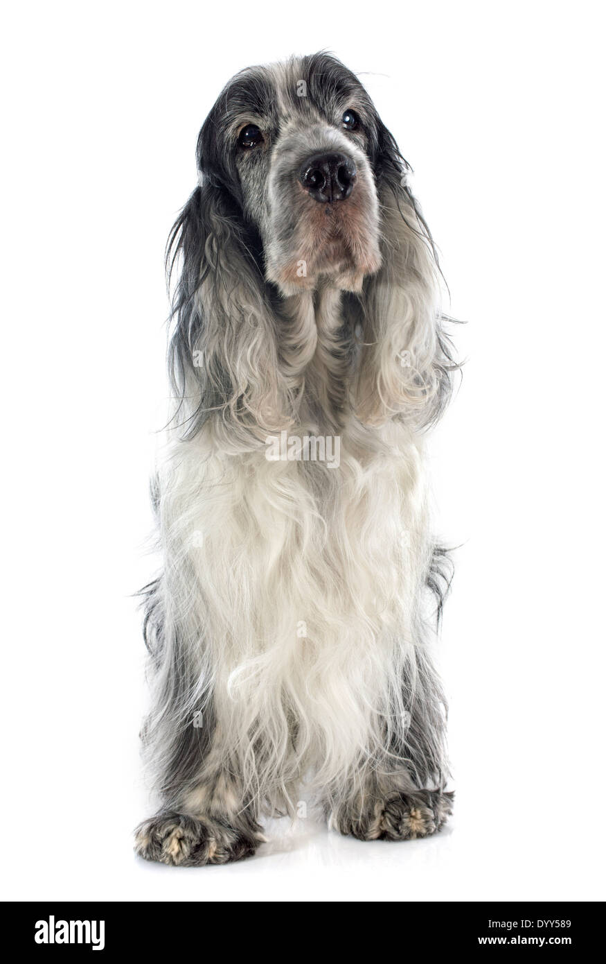 Gray cocker spaniel hi-res stock photography and images - Alamy