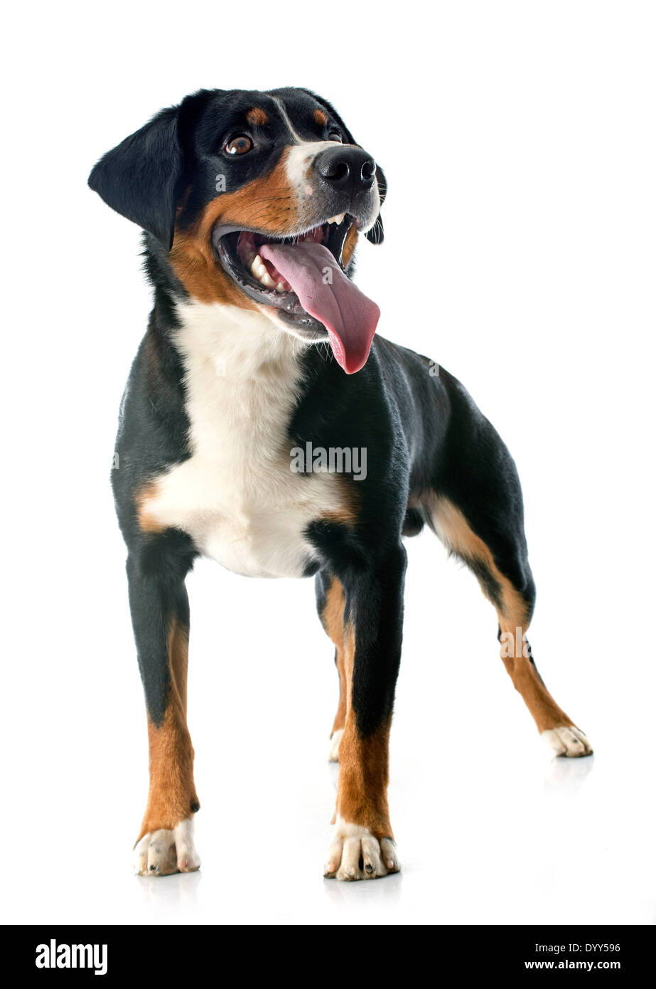 Appenzeller sennenhund dog appenzell hi-res stock photography and ...