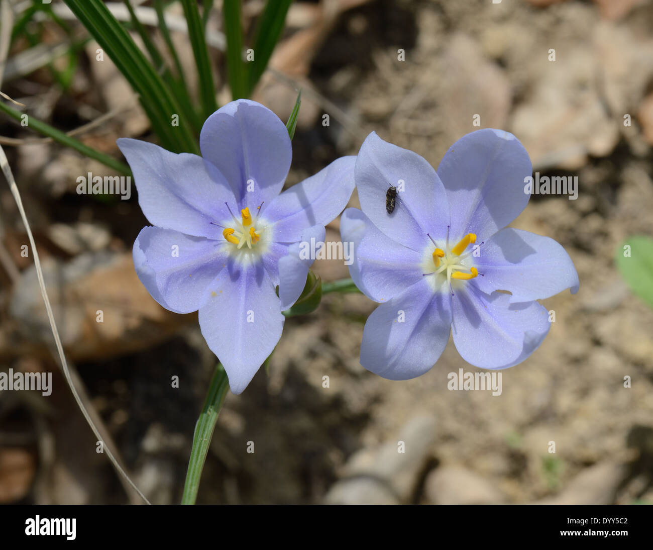 Celestials hi-res stock photography and images - Alamy